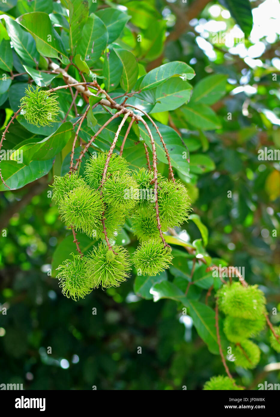 Bunch of Vibrant Green Young Rambutan Fruits on the Tree, Vertical ...