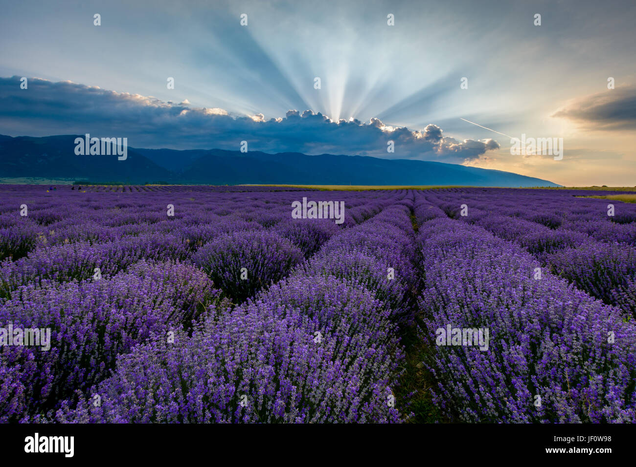 Lavender field shot at sunrise with brilliant rays of light coming from ...