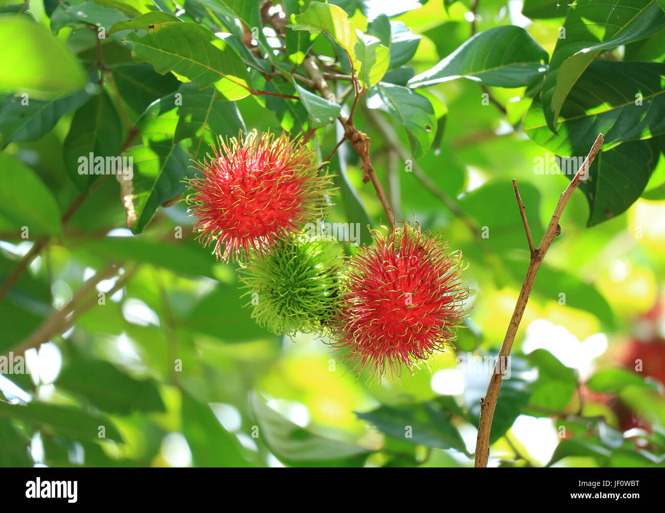 Vibrant Color Ripe and Unripe Rambutan Fruits on the tree, Thailand ...
