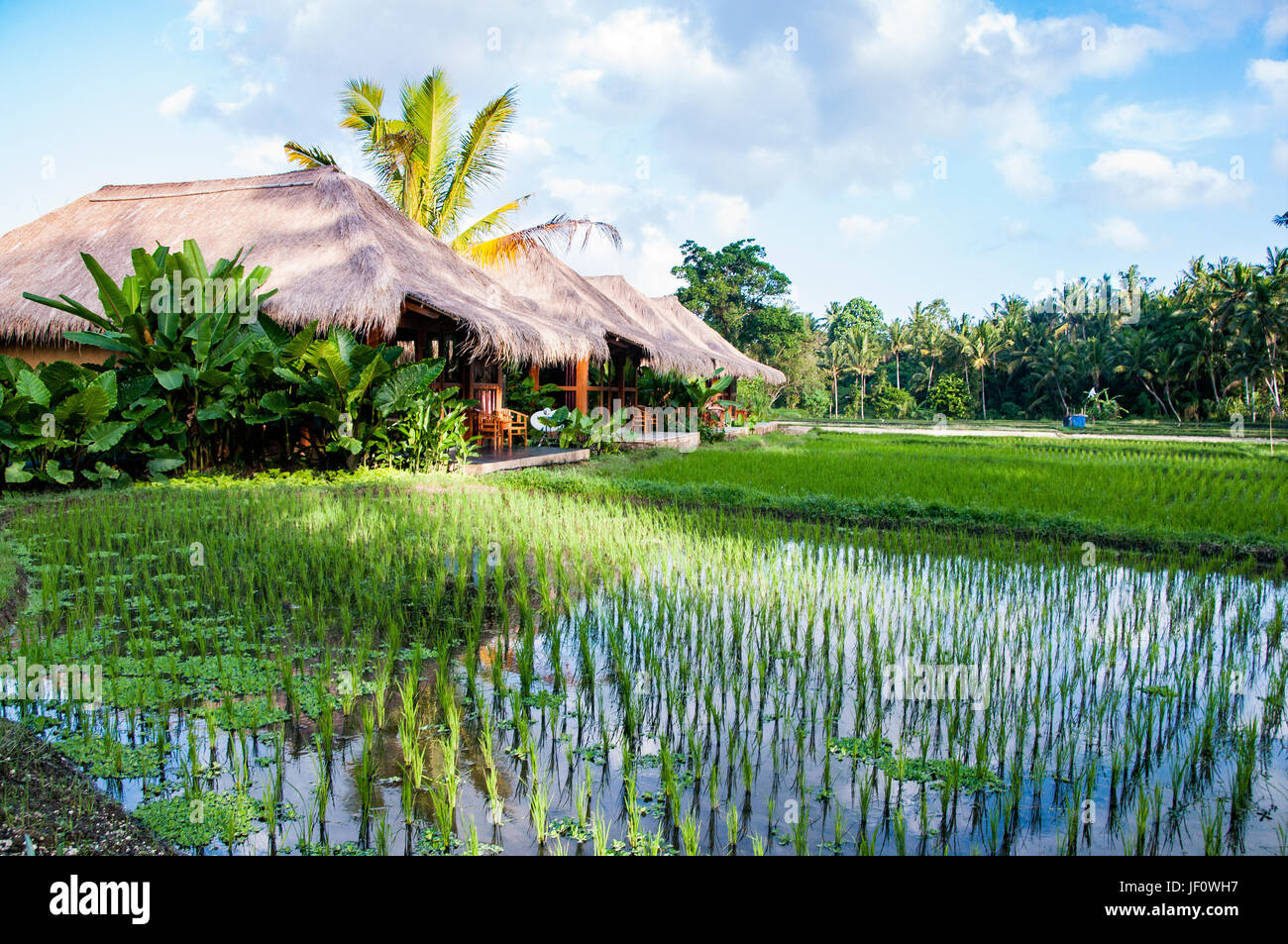 Typical house of Bali in rice landscape Stock Photo - Alamy