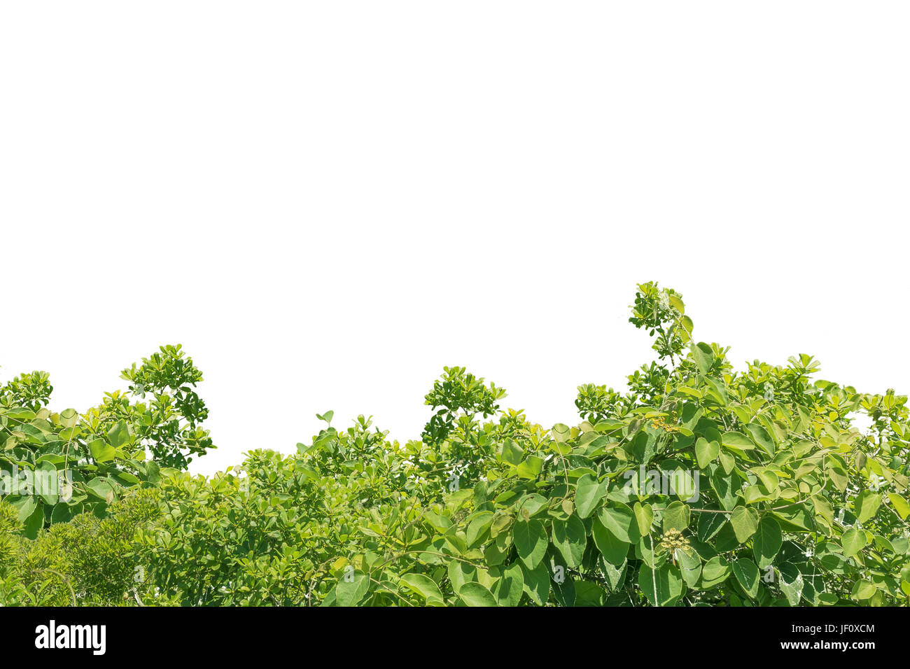 Leafy Vegetation Isolated Stock Photo - Alamy