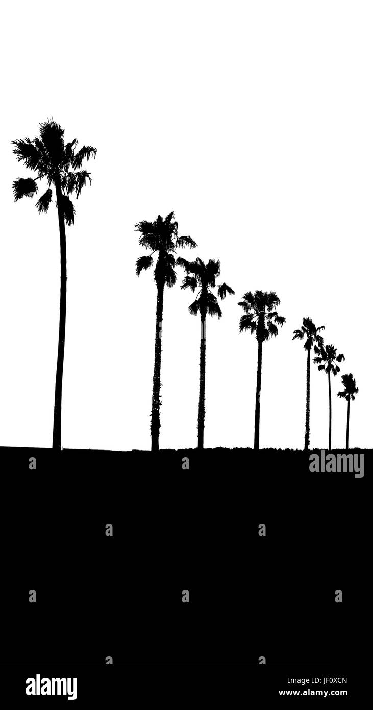 View palm tree trees Black and White Stock Photos & Images - Alamy