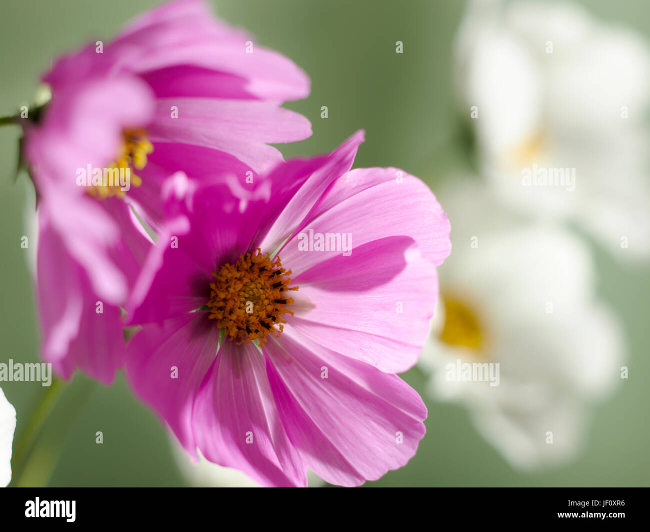 Bouquet of flowers, cosmos flowers Stock Photo - Alamy