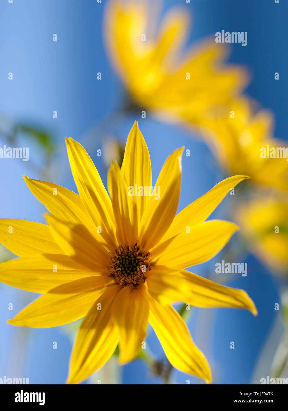 Pretty yellow petals hi-res stock photography and images - Alamy