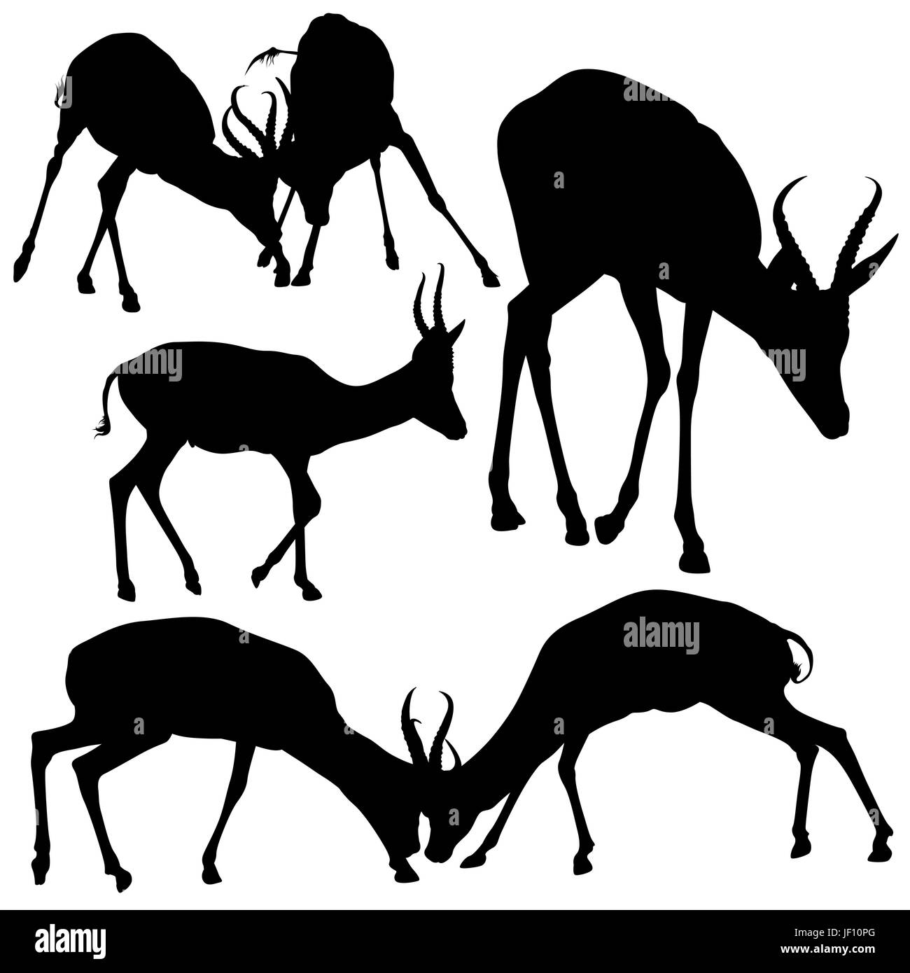 Springbok clipart hi-res stock photography and images - Alamy