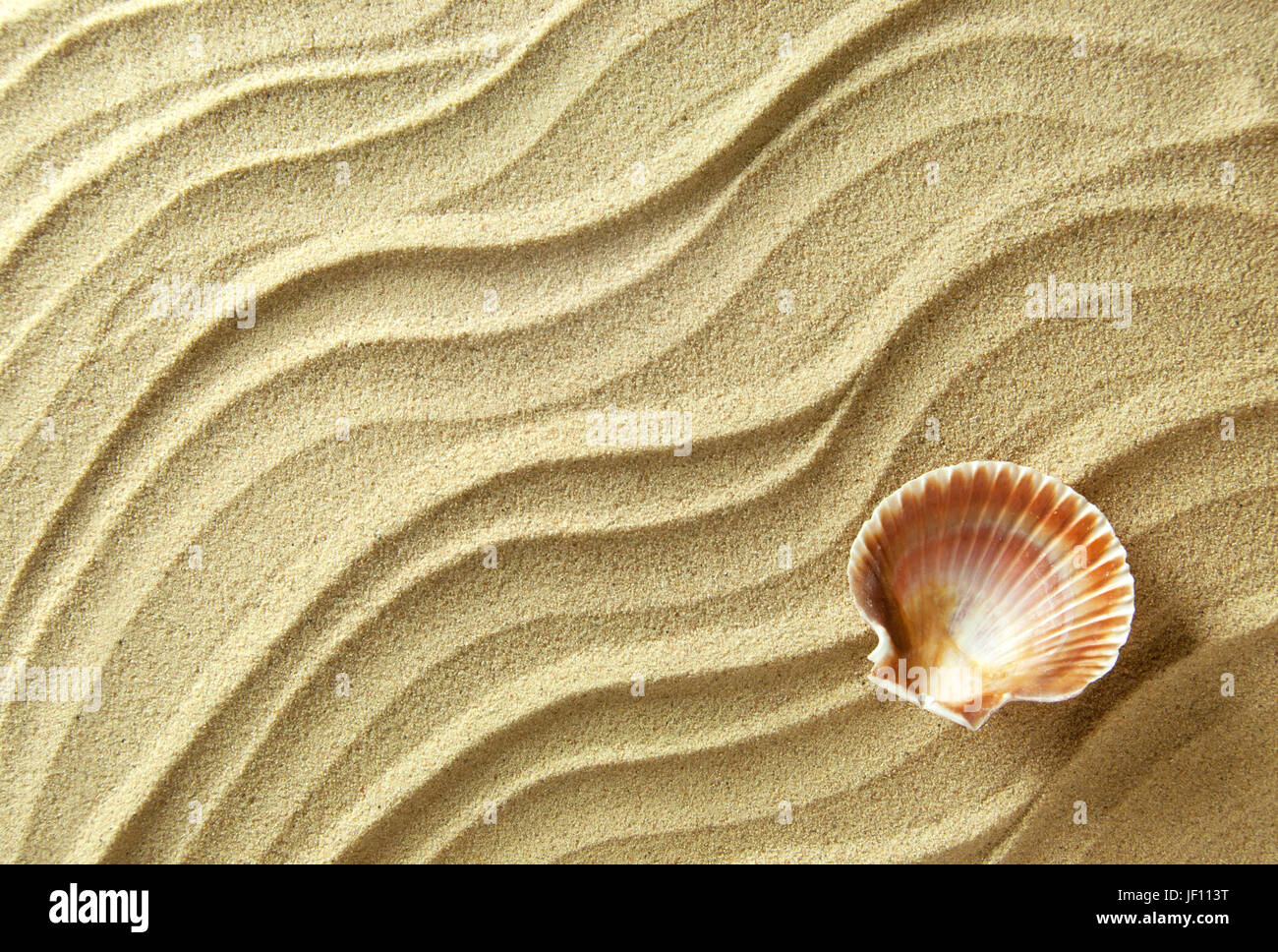 Close up of sea shell on beach sand Stock Photo - Alamy