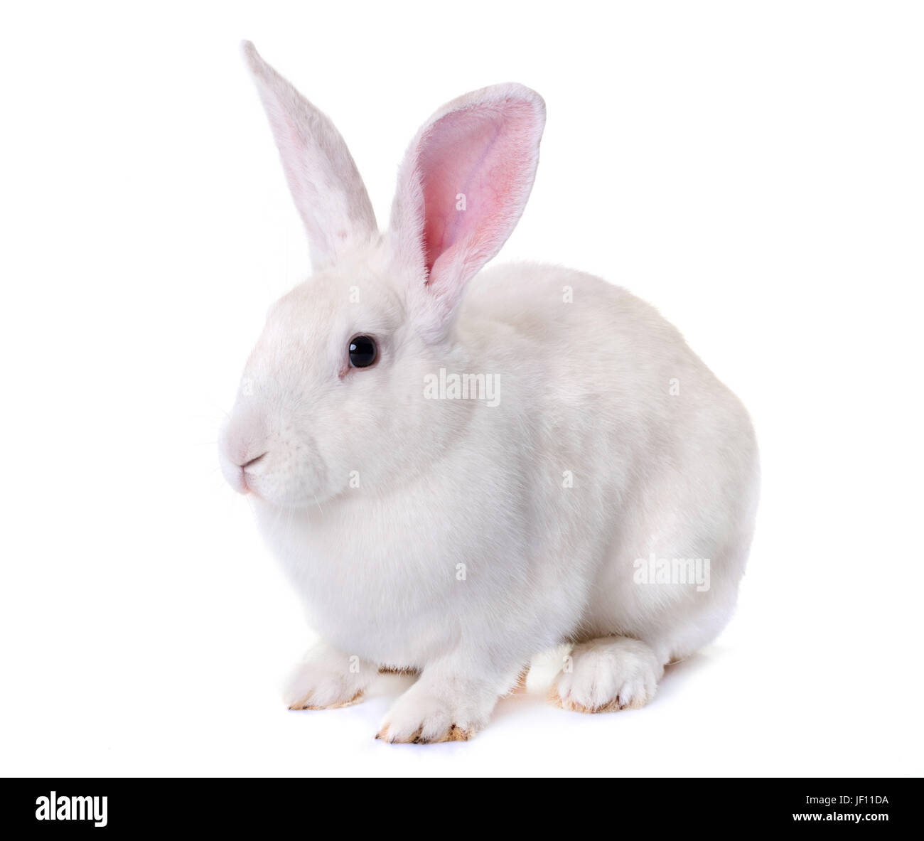 white rabbit in front of white background Stock Photo - Alamy