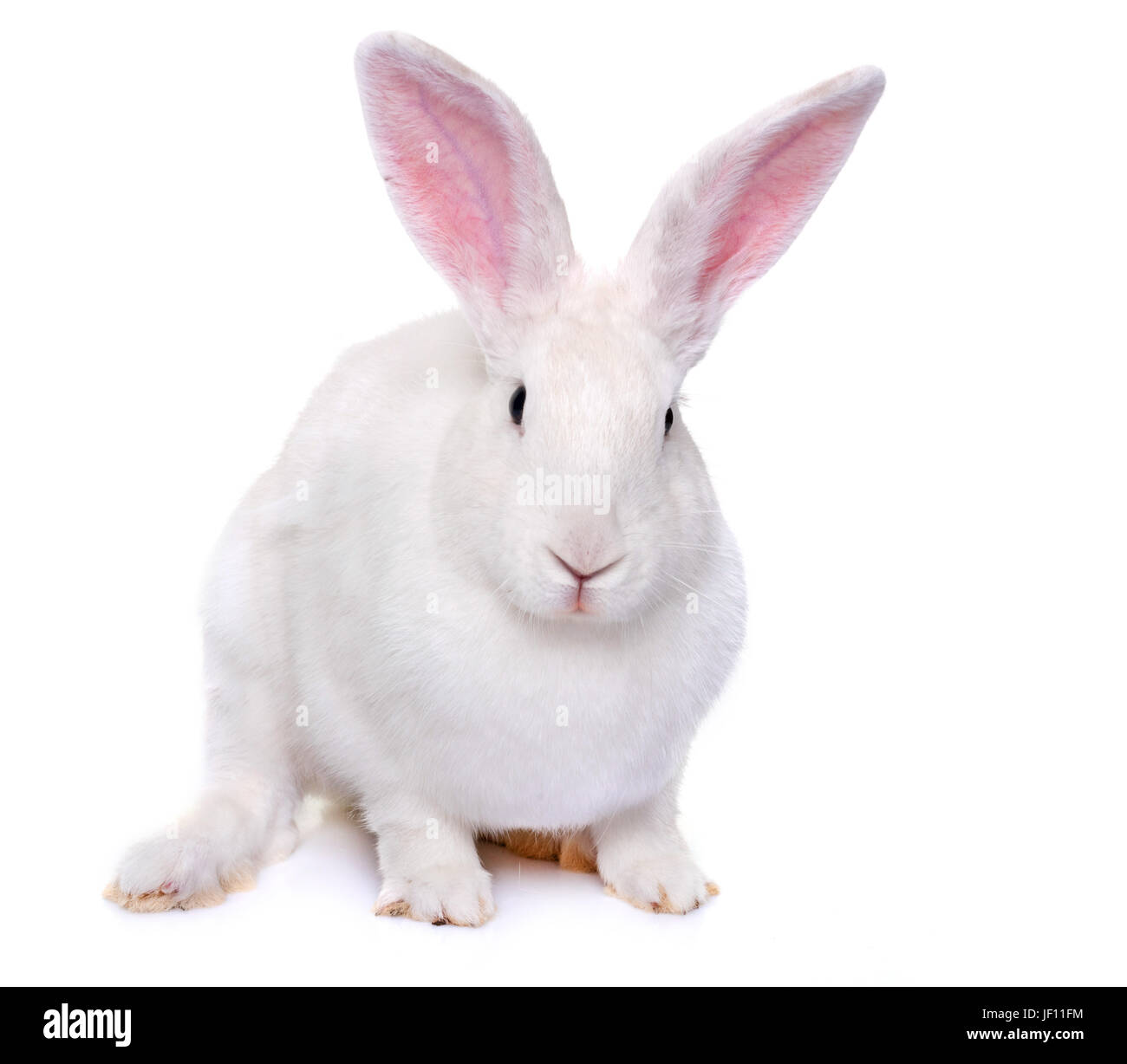 white rabbit in front of white background Stock Photo - Alamy
