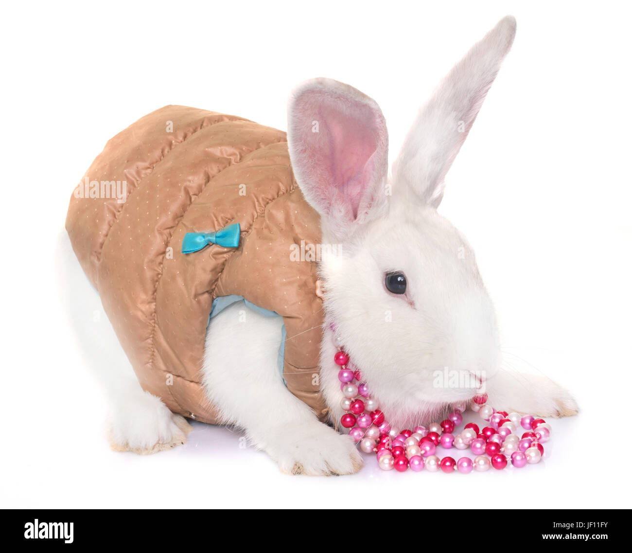 dressed white rabbit in front of white background Stock Photo - Alamy