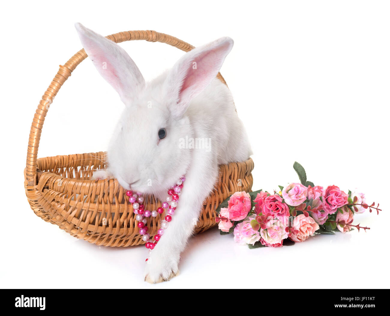 white rabbit in front of white background Stock Photo - Alamy