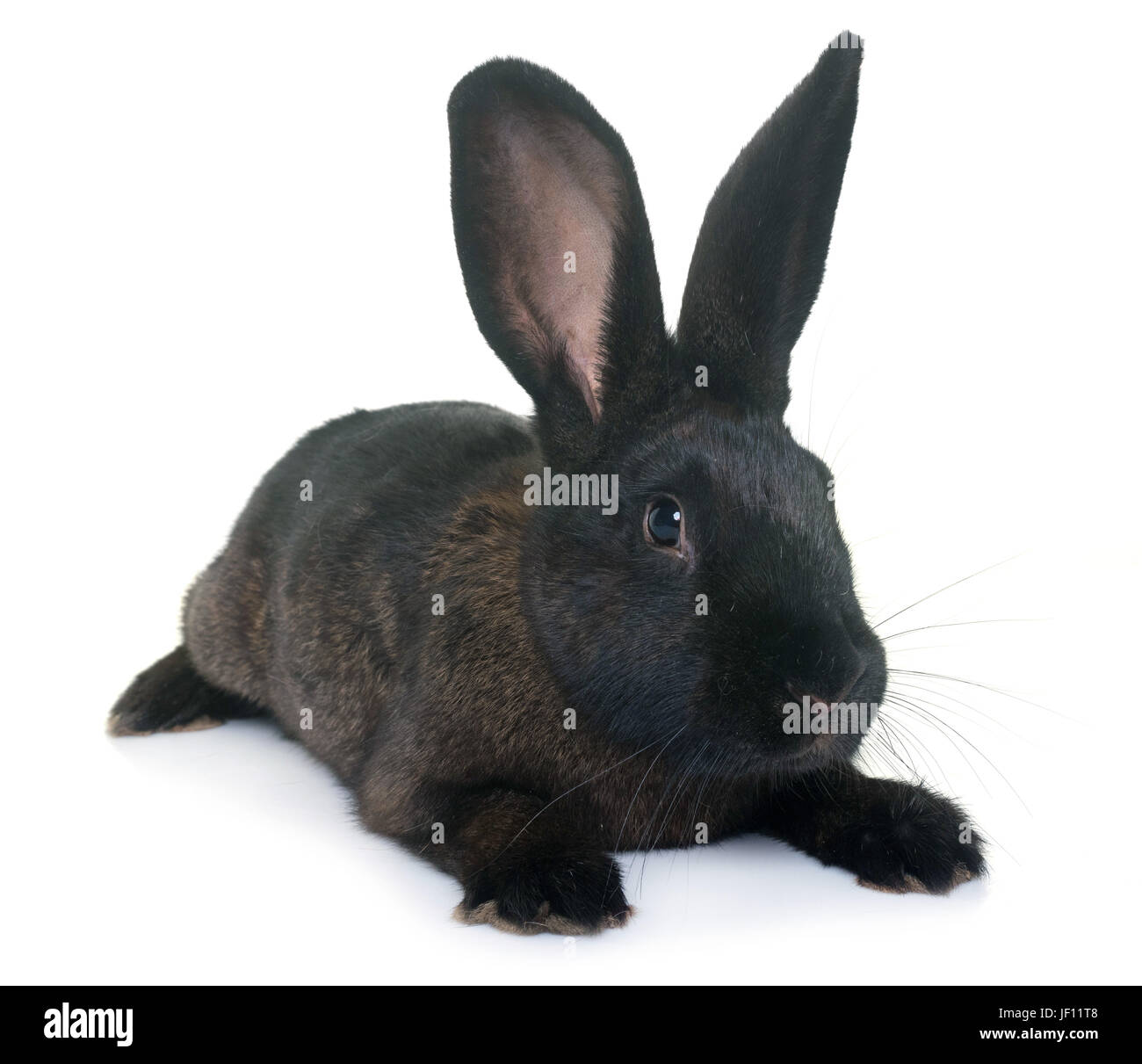 black rabbit in front of white background Stock Photo - Alamy