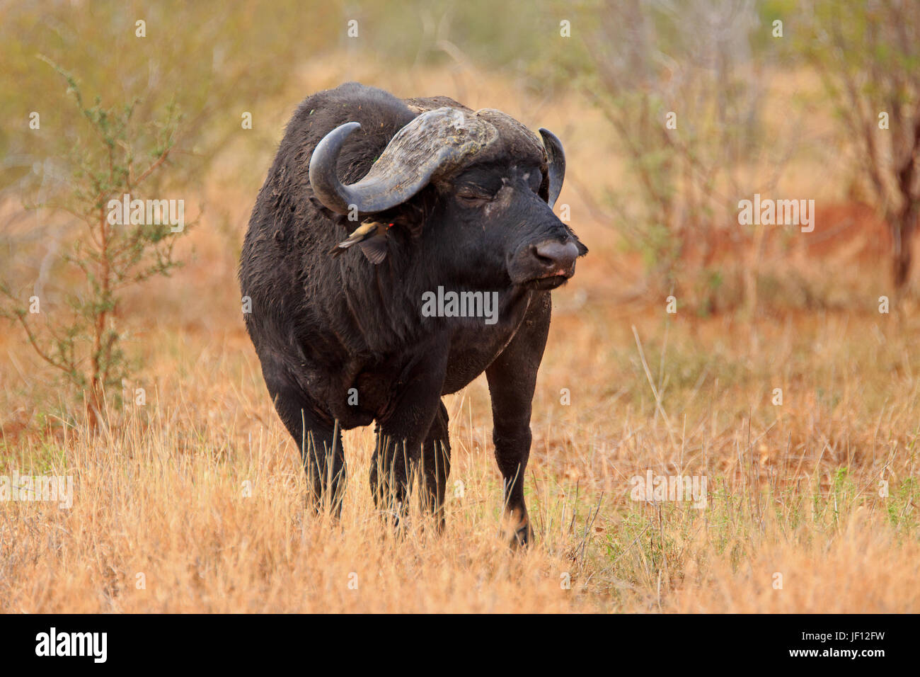 Bulle afrikanischer buffel hi-res stock photography and images - Alamy