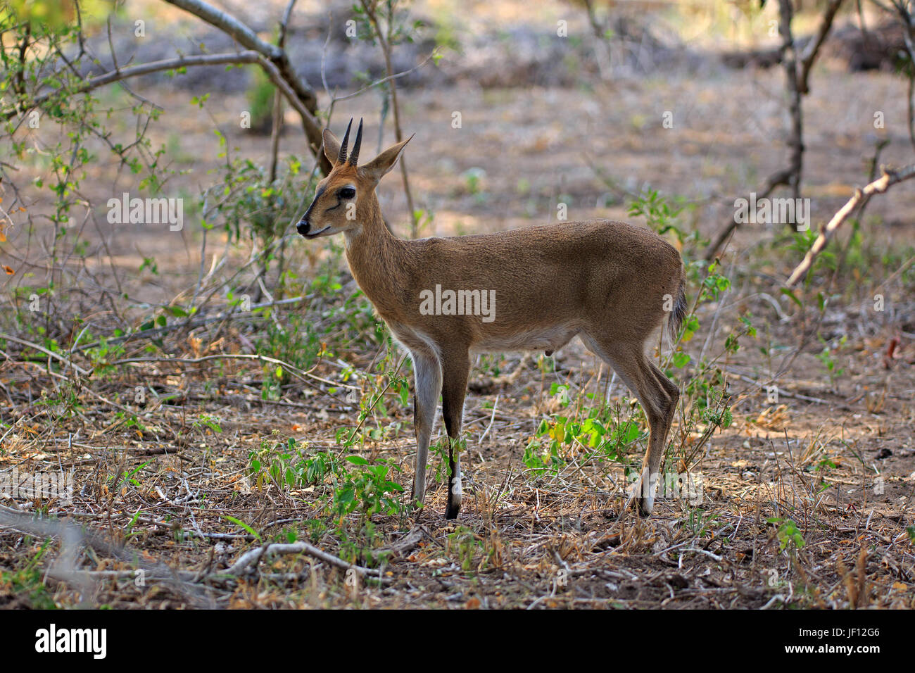 Common Duiker Stock Photos & Common Duiker Stock Images - Alamy