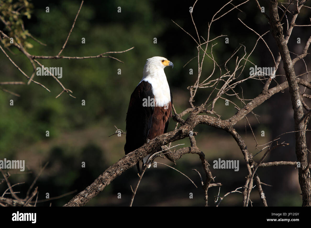 African fish eagle Stock Photo - Alamy
