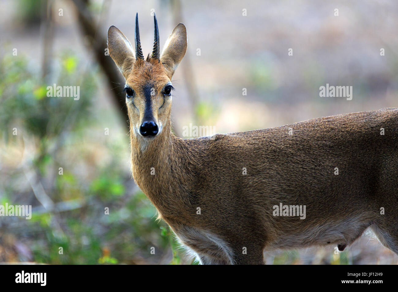 Common Duiker Stock Photos & Common Duiker Stock Images - Alamy