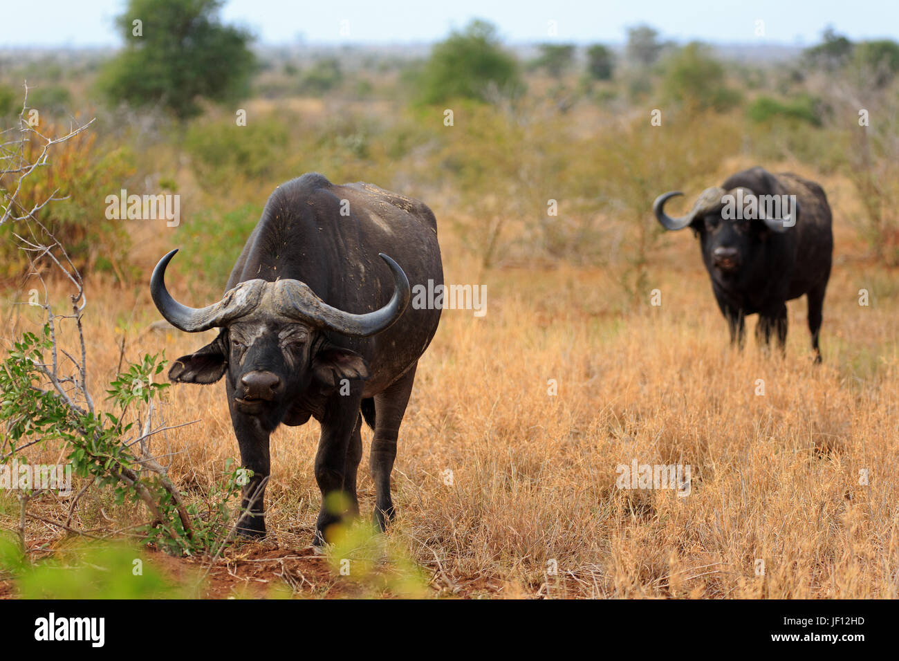 Bulle afrikanischer buffel hi-res stock photography and images - Alamy