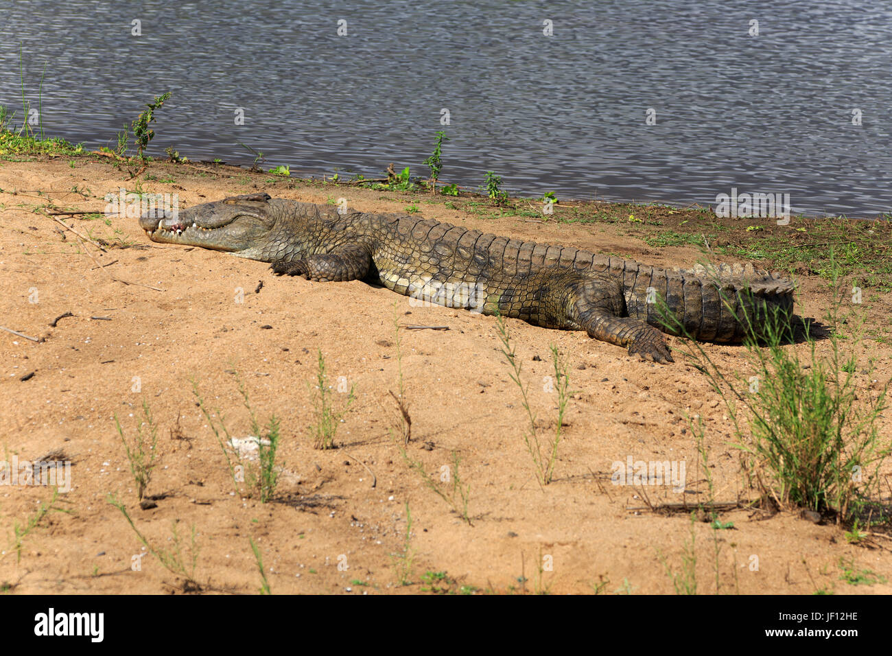 Panzer krokodil hi-res stock photography and images - Alamy