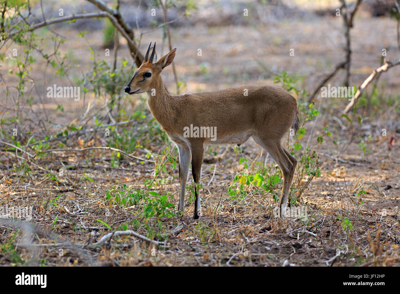 Duiker kruger hi-res stock photography and images - Alamy