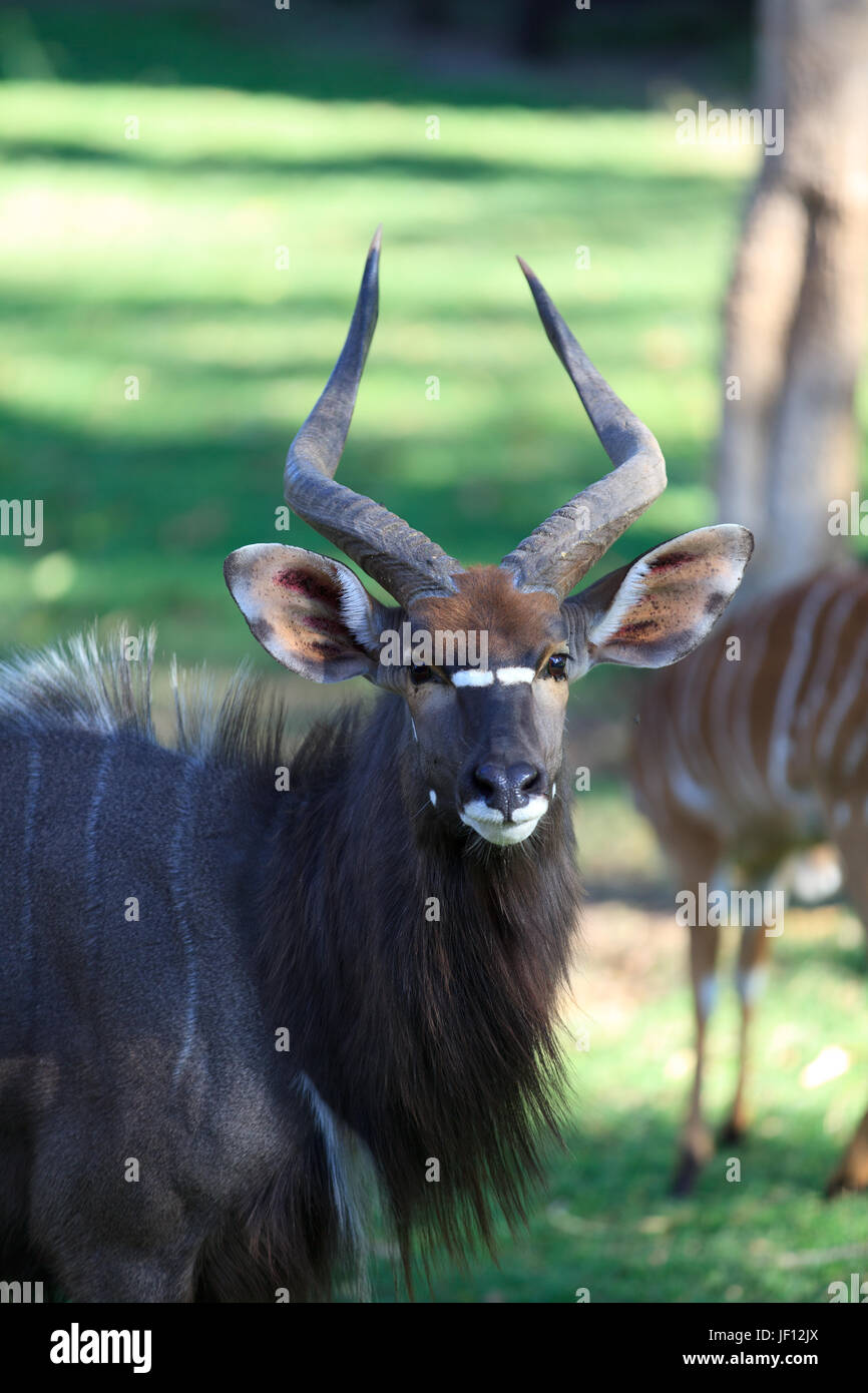 Nyala antilope tragelaphus angasii hi-res stock photography and images ...