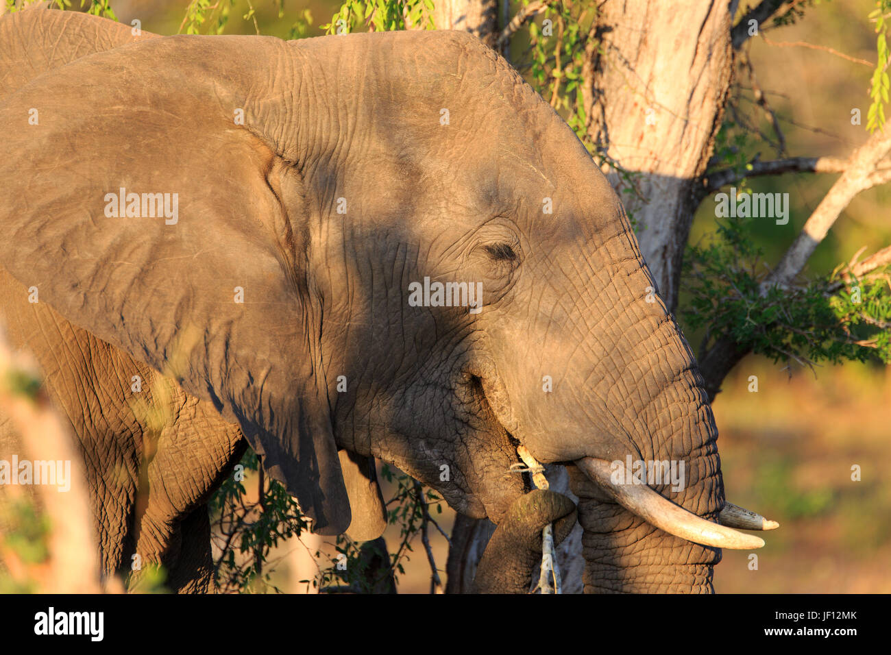 Portrait of a male elephant Stock Photo - Alamy