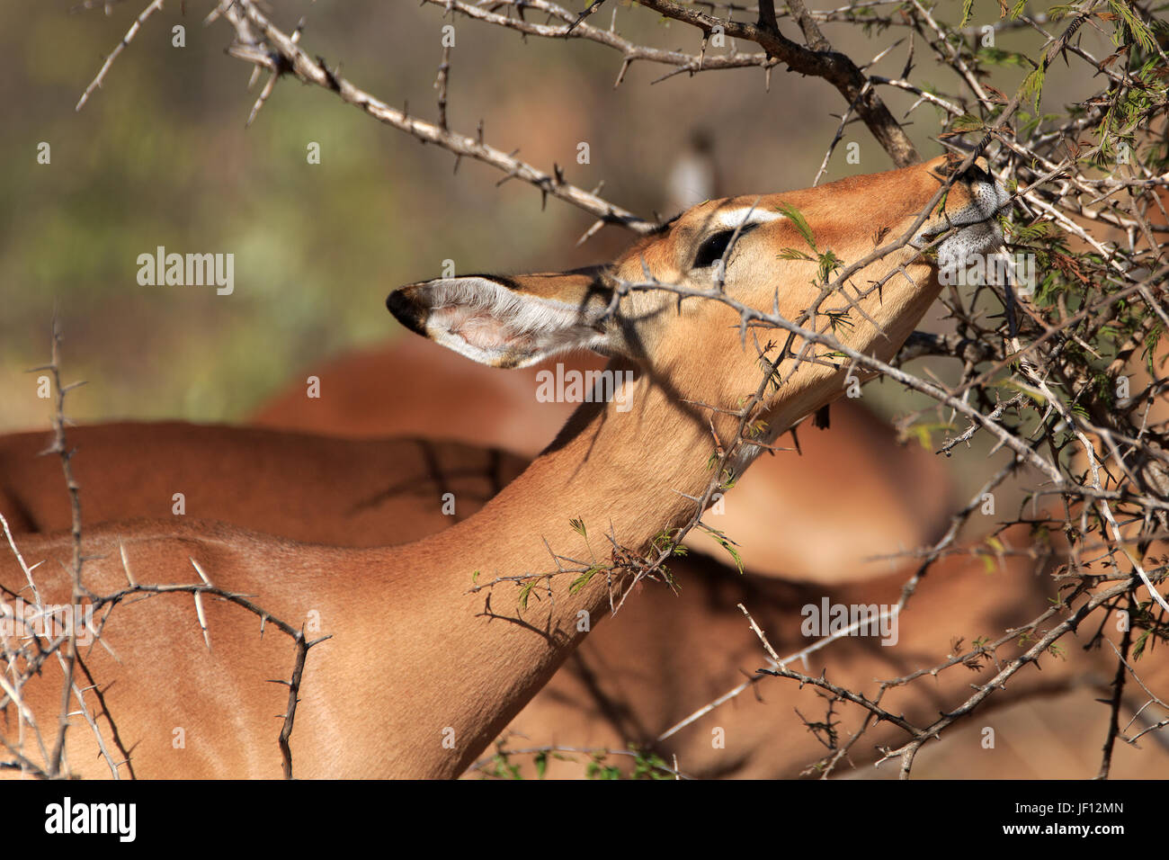 Impala with eat Stock Photo - Alamy