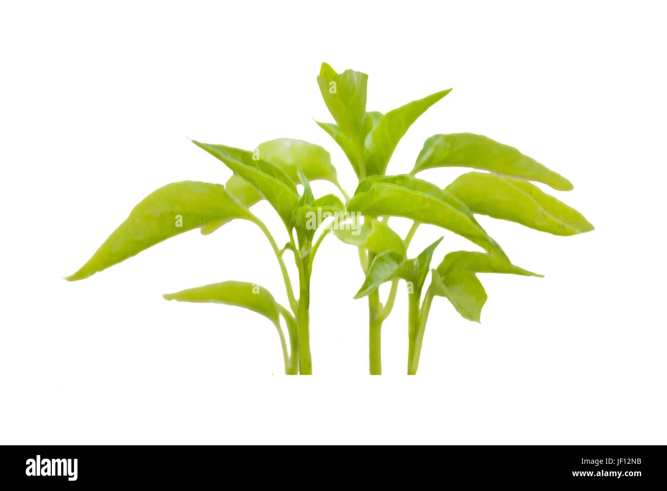 Tropical forest leaves abstract Cut Out Stock Images & Pictures - Alamy