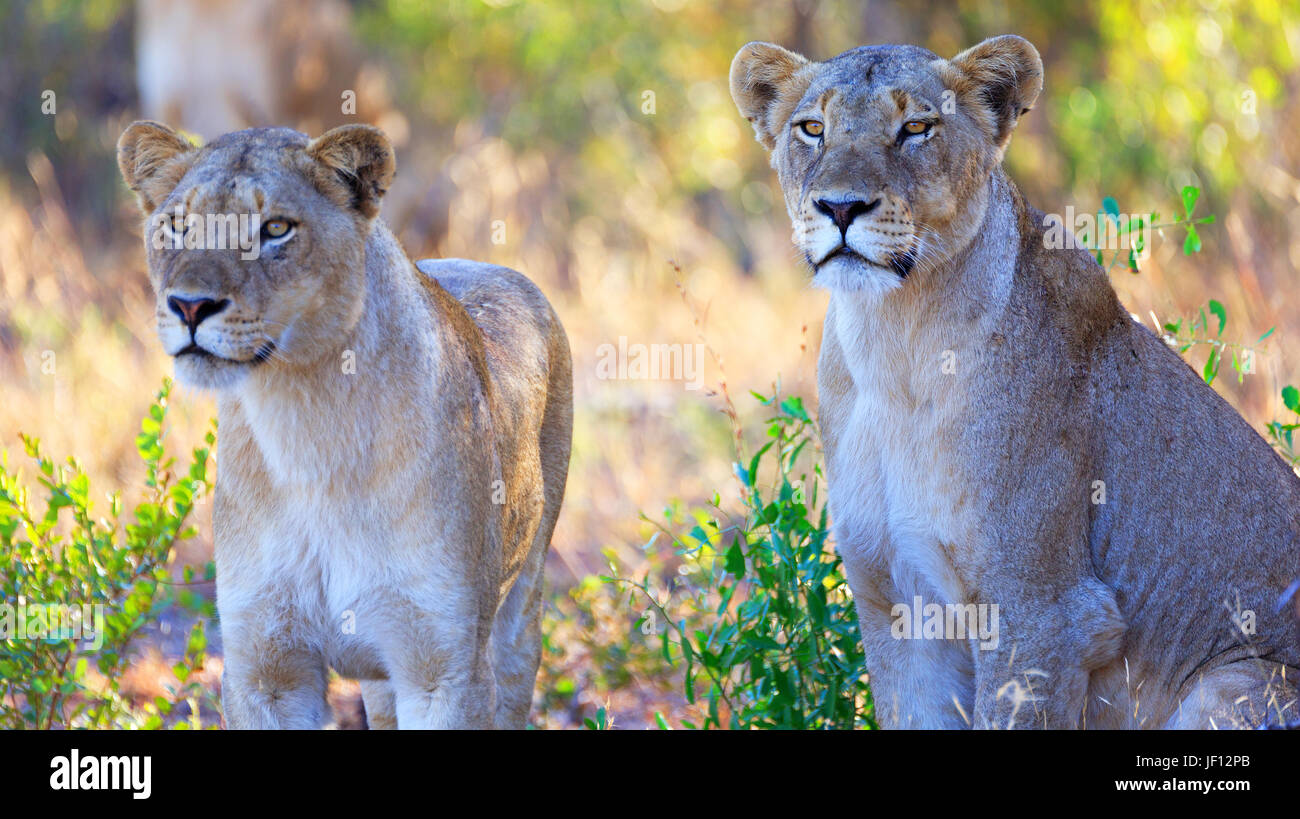 Lioness in the Sabi Sands game reserve Stock Photo - Alamy