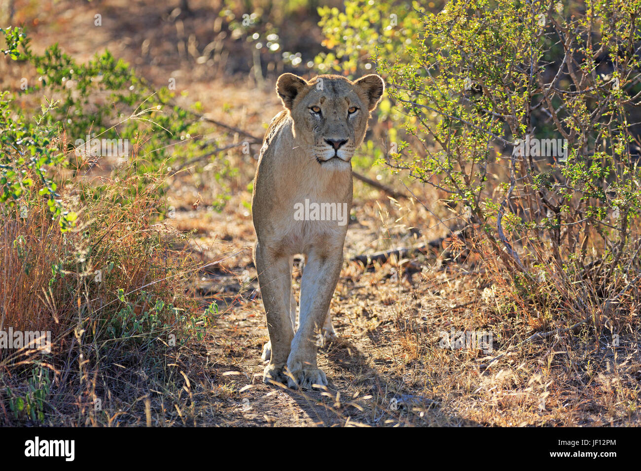 Lioness in the back light Stock Photo - Alamy