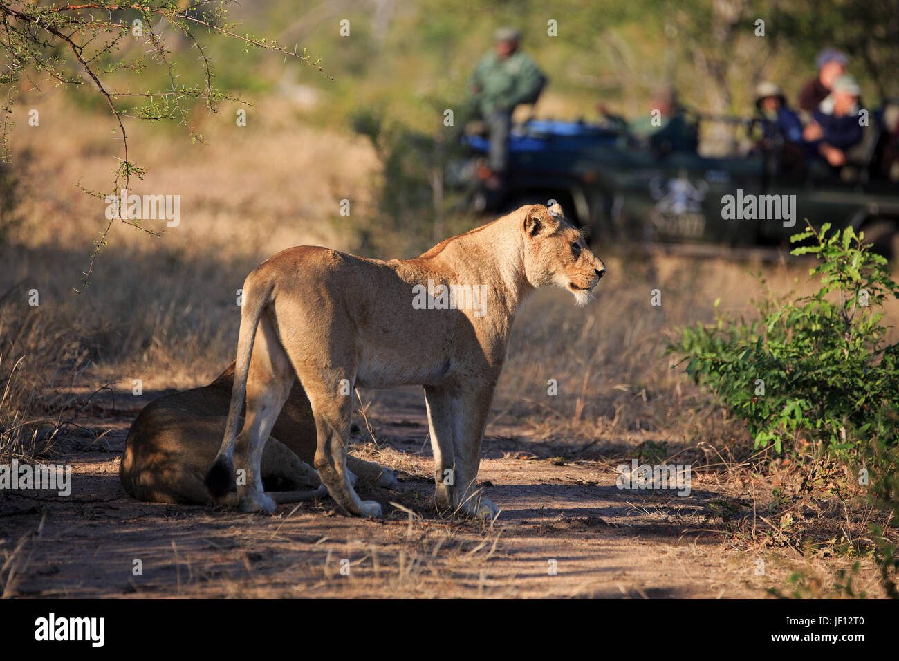 Busch ranger hi-res stock photography and images - Alamy