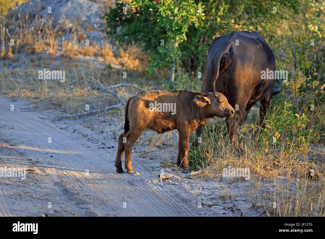 Bulle afrikanischer buffel hi-res stock photography and images - Alamy