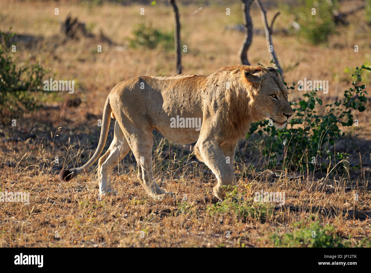 Jäger löwe hi-res stock photography and images - Alamy