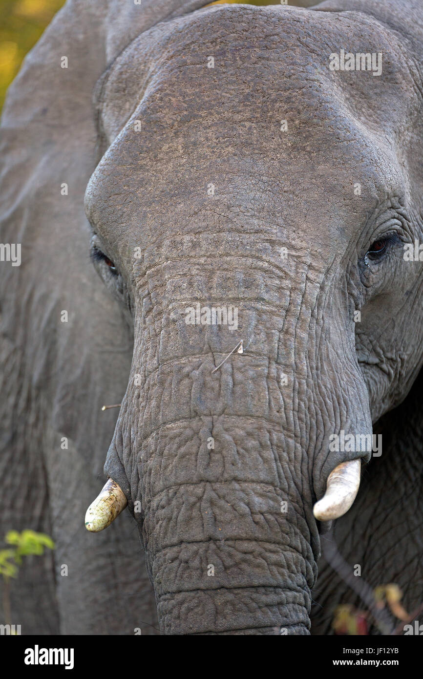 Portrait of a male elephant Stock Photo - Alamy