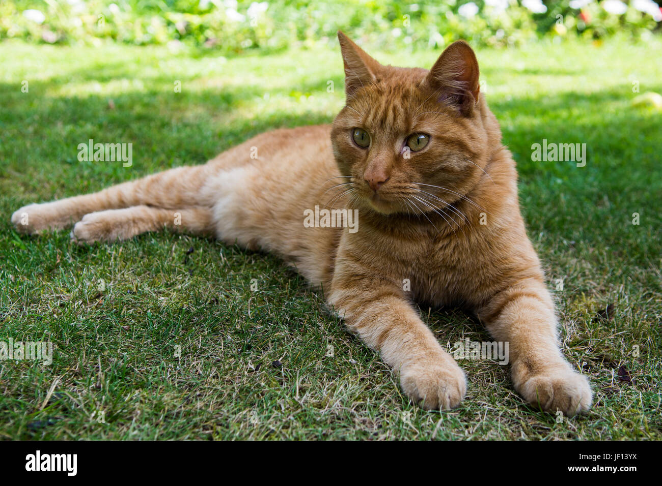 Ginger cat lying on grass in garden Stock Photo - Alamy