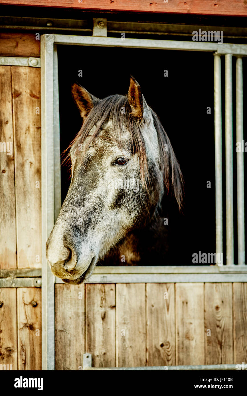 Horse in stable Stock Photo - Alamy