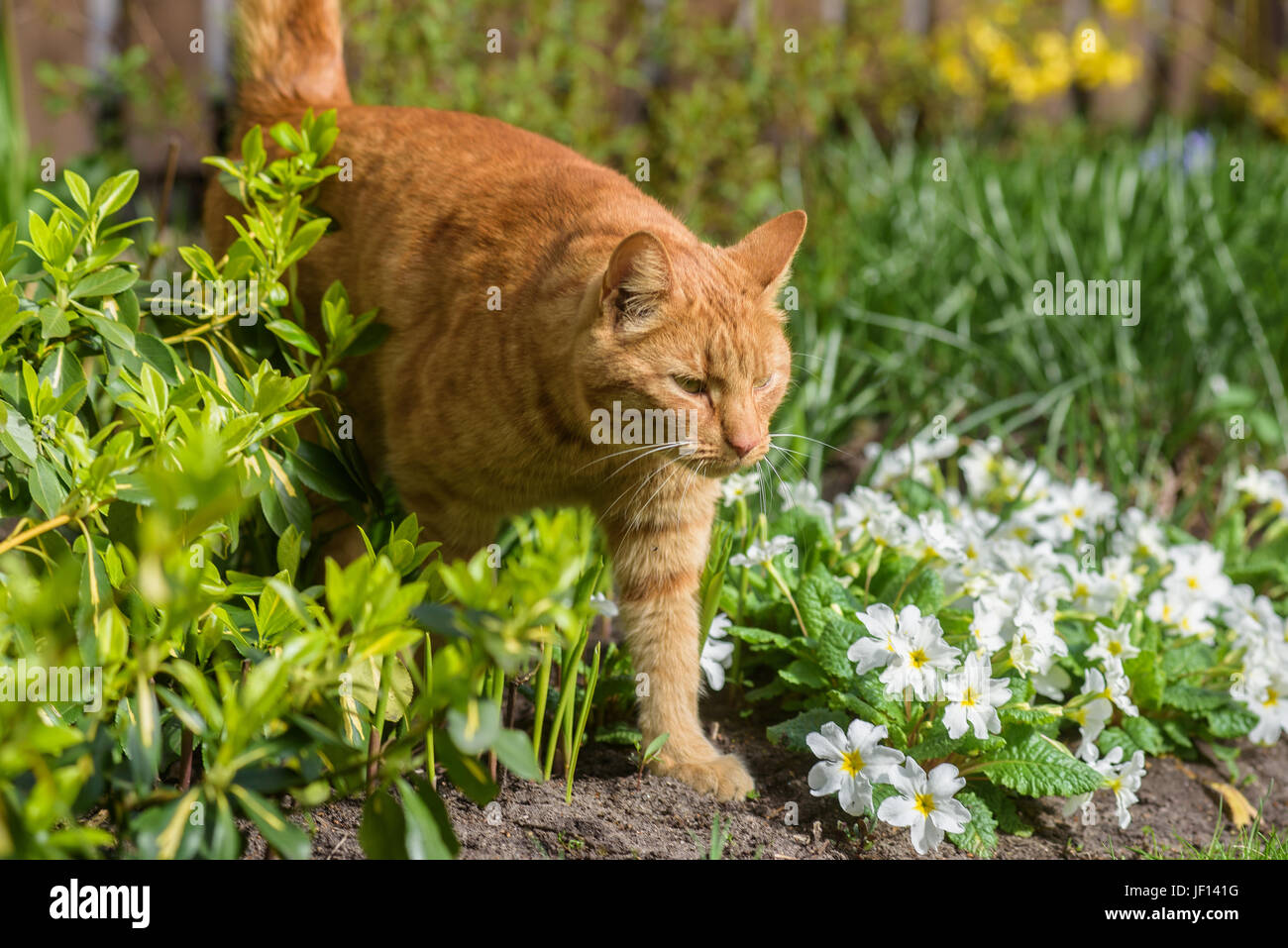 Ginger cat in garden Stock Photo - Alamy