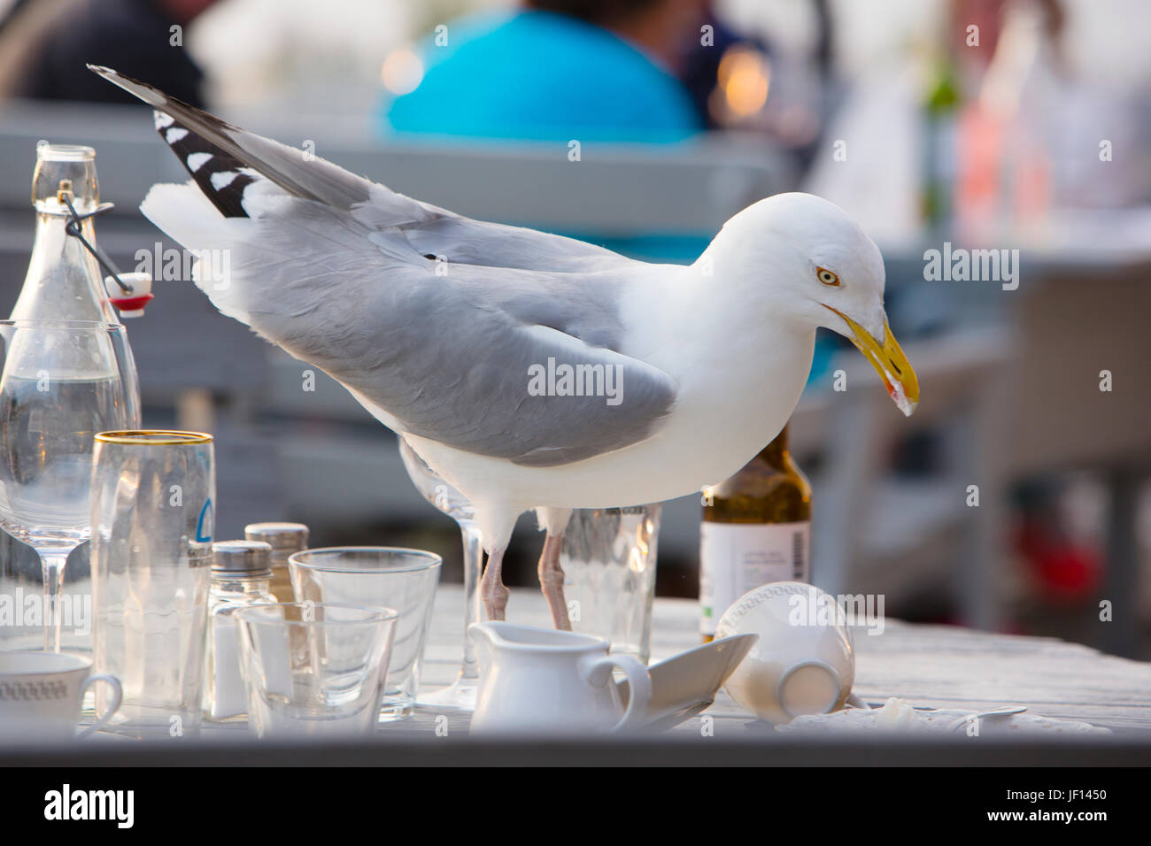Seagull on restaurant table Stock Photo - Alamy