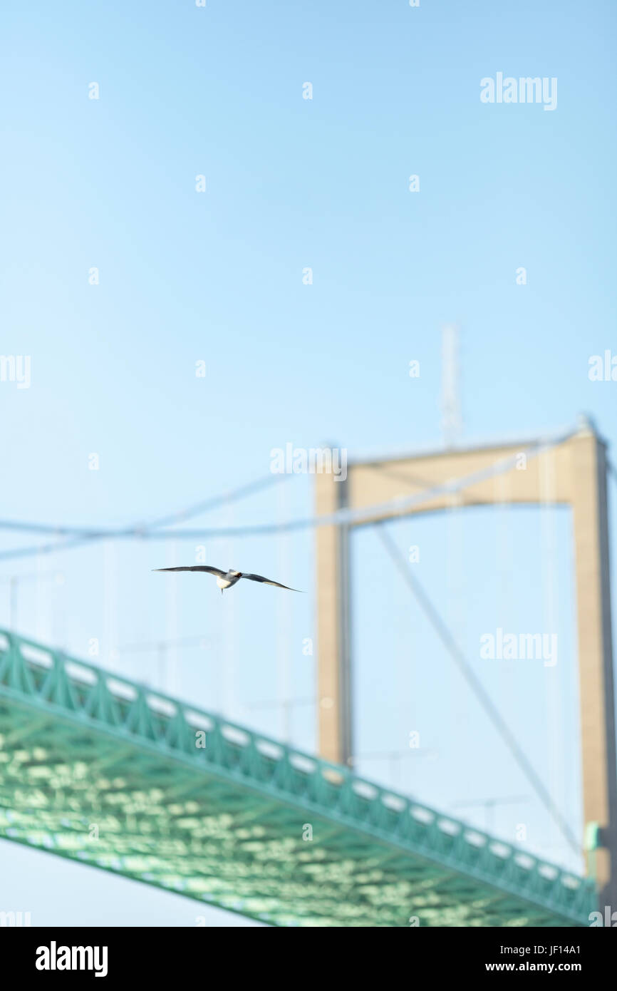 Bird in flight, bridge on background Stock Photo - Alamy