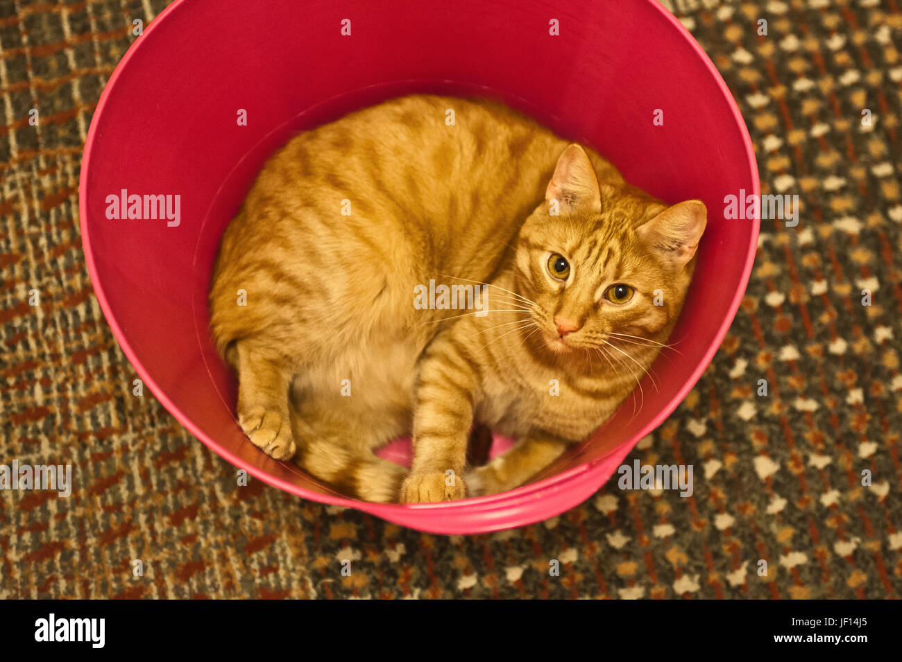 Cat in bucket hi-res stock photography and images - Alamy