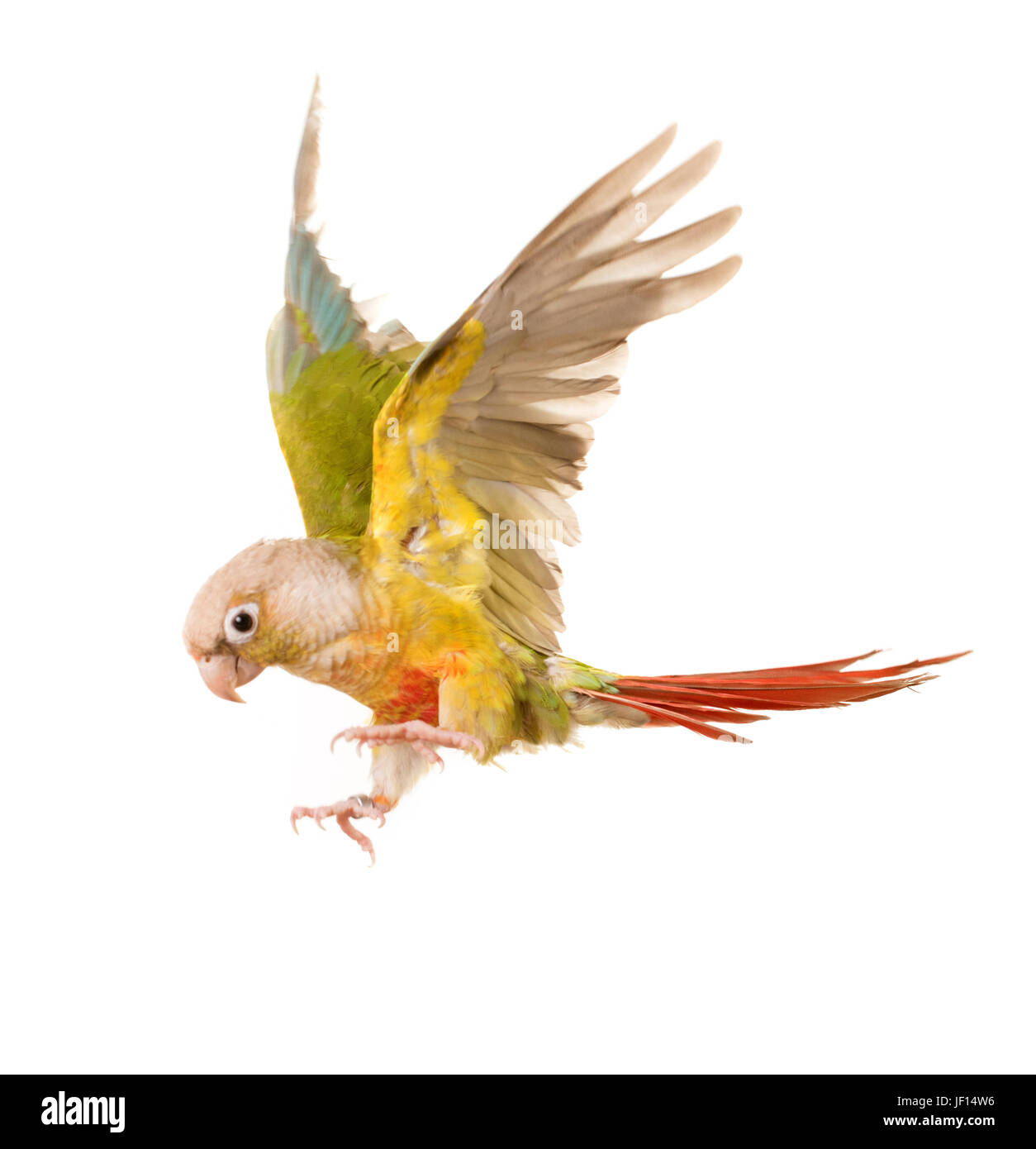Flying Green Cheek Conure