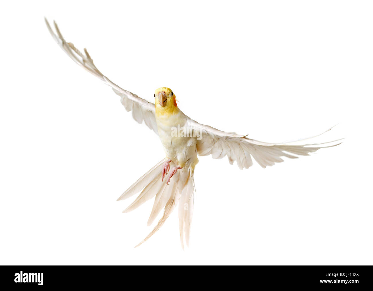 Female cockatiel hi-res stock photography and images - Alamy