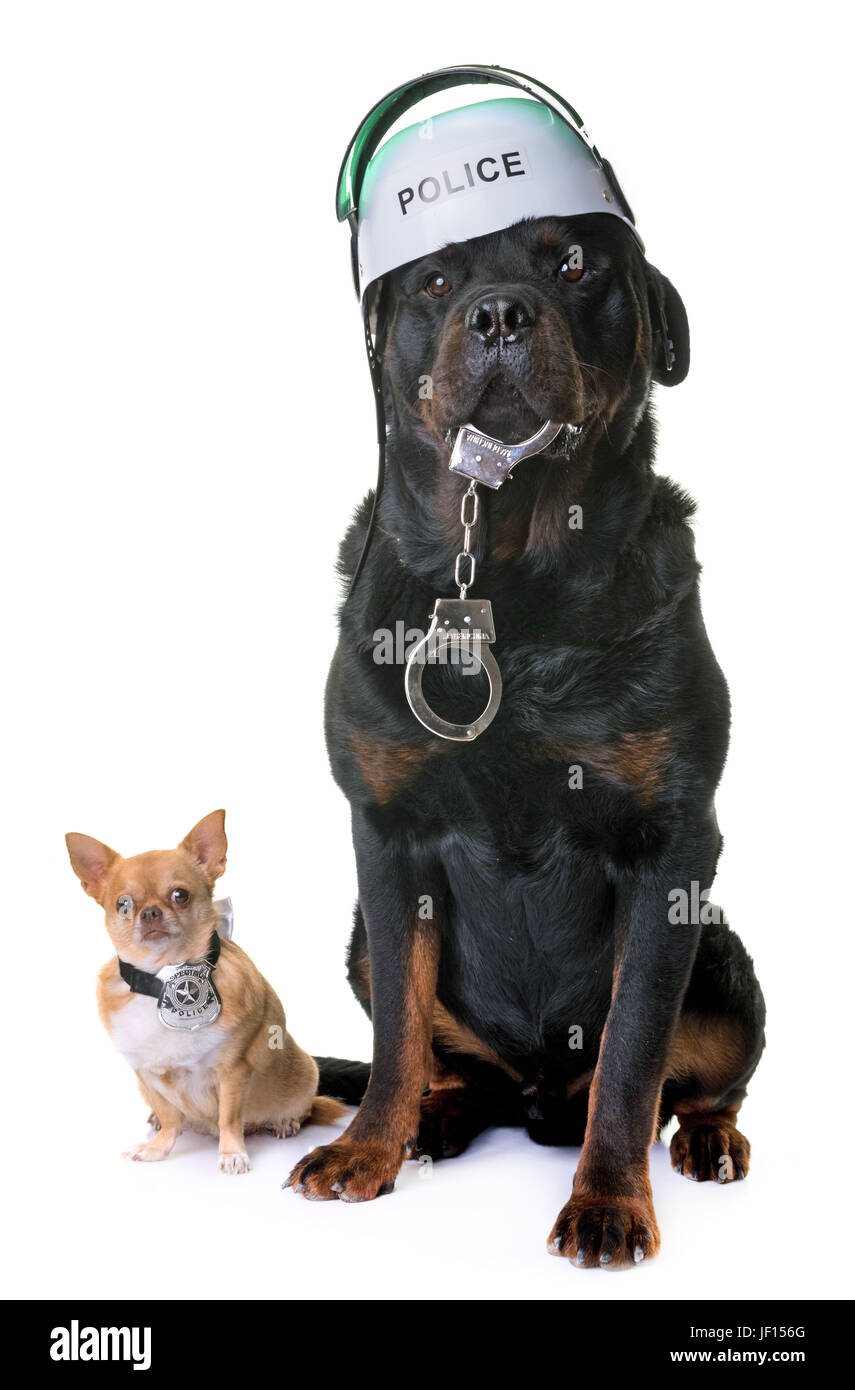 Are Rottweilers Still Used As Police Dogs