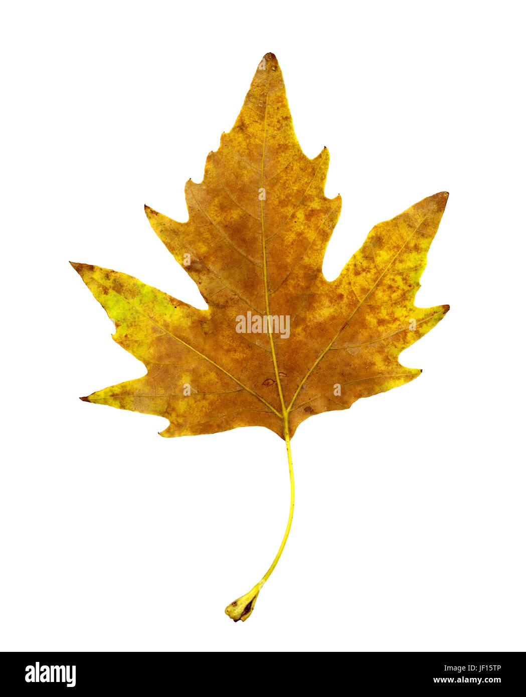 Background image ivy leaves Cut Out Stock Images & Pictures - Alamy