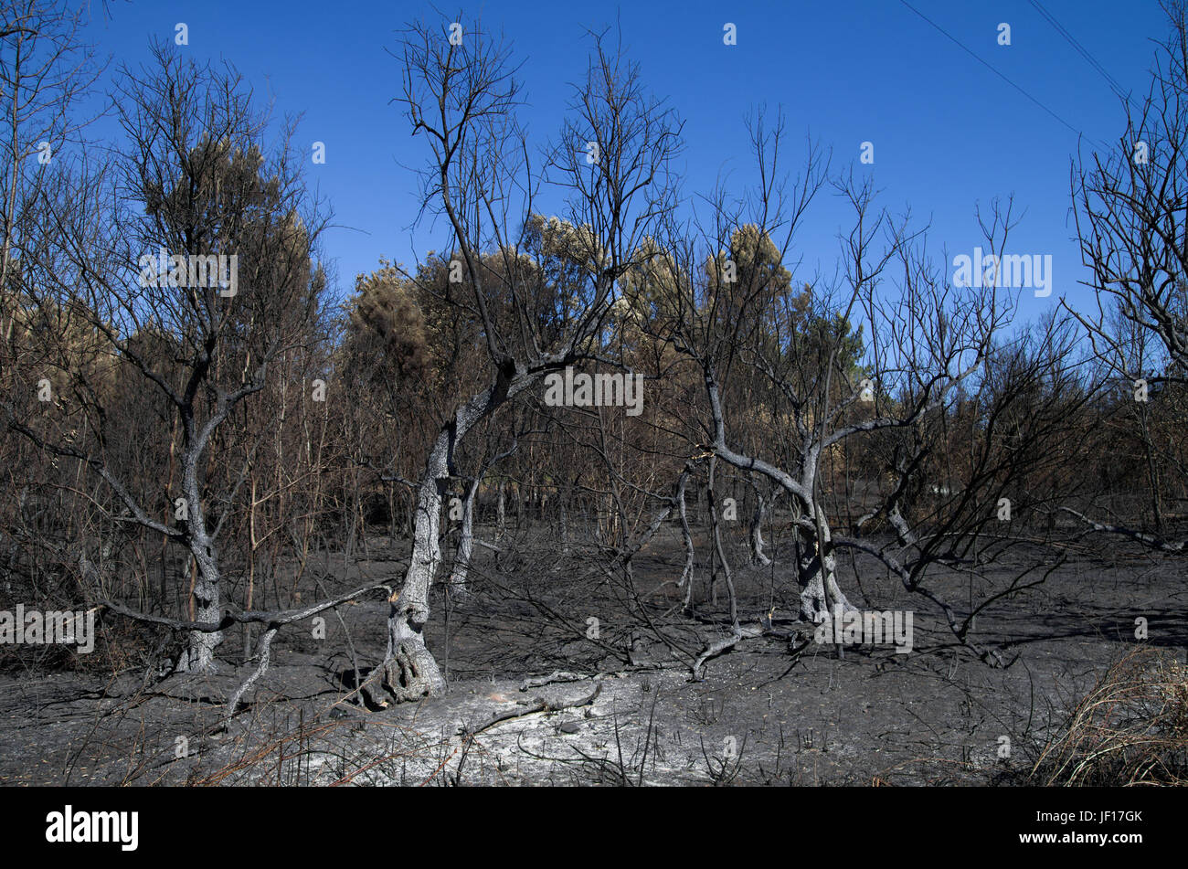 Trees burnt by forest fire hi-res stock photography and images - Alamy