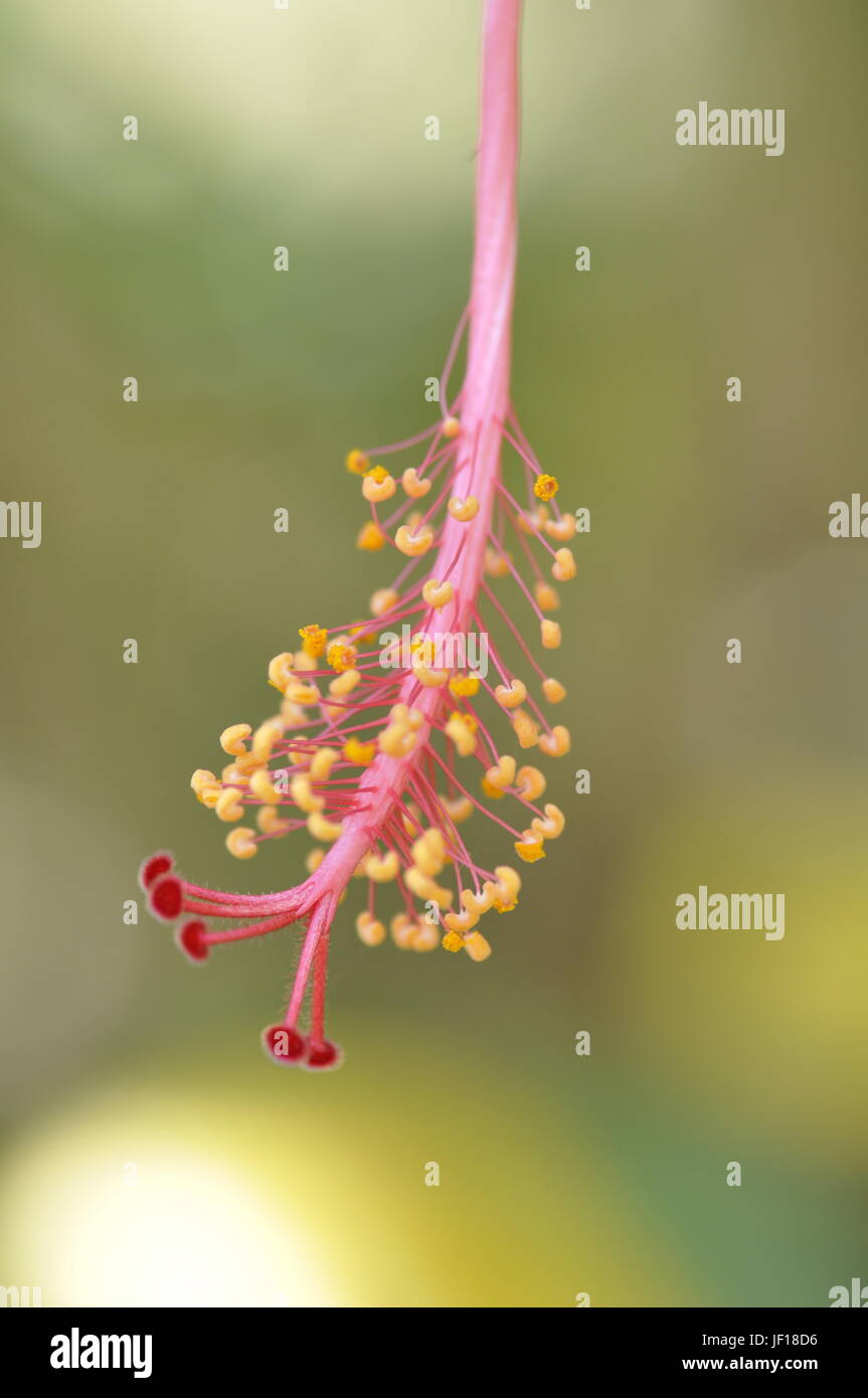Pollen of hibiscus flower Stock Photo - Alamy