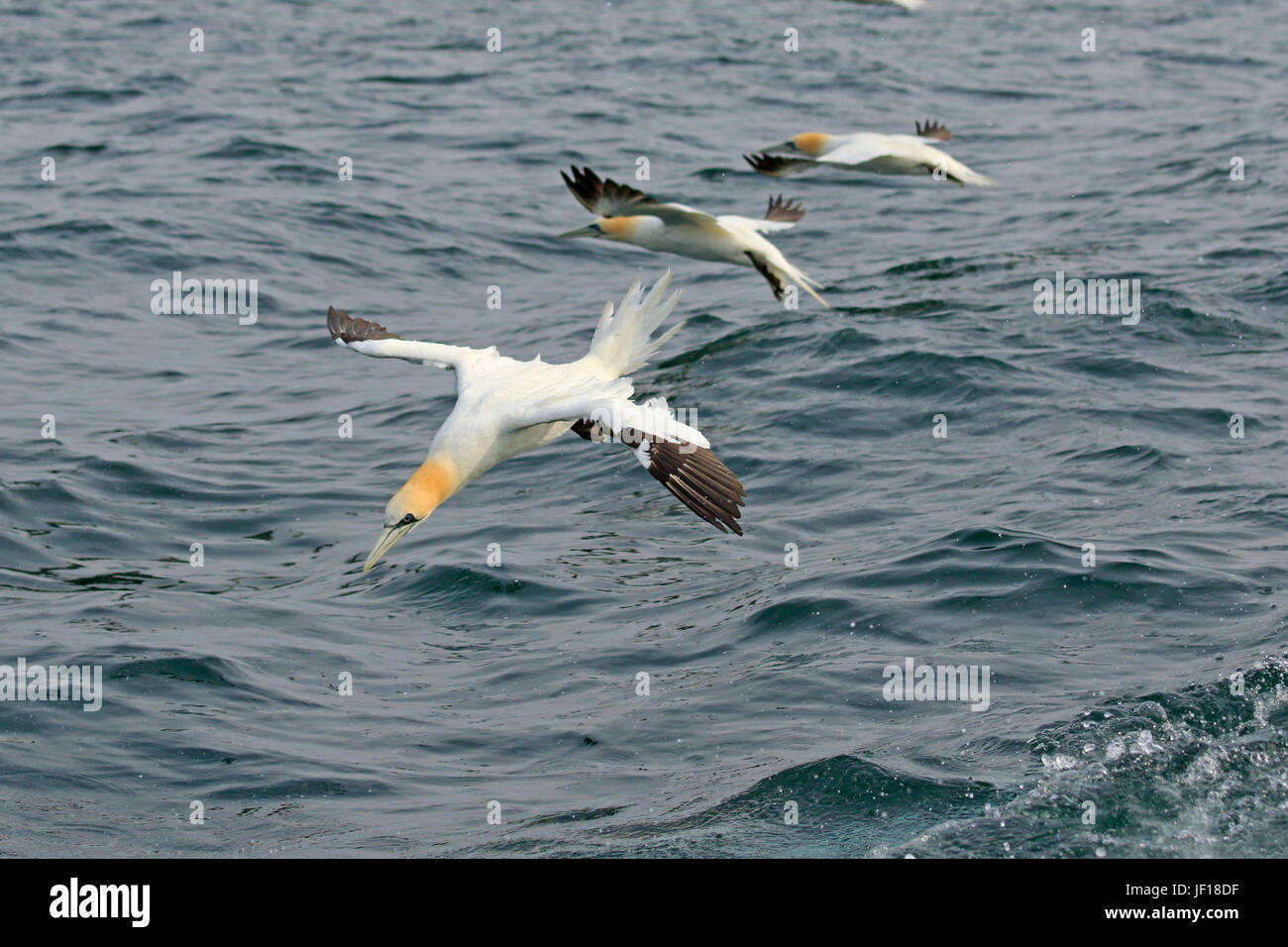 Gannets diving into the sea at Bempton RSPB Reserve Stock Photo - Alamy
