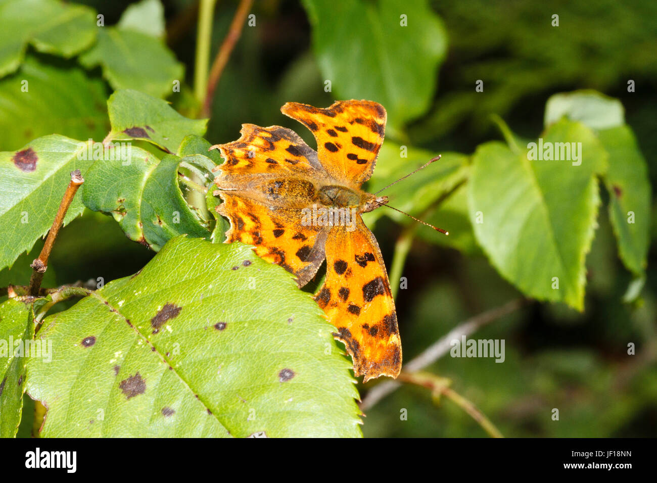 Comma butterflies hi-res stock photography and images - Alamy