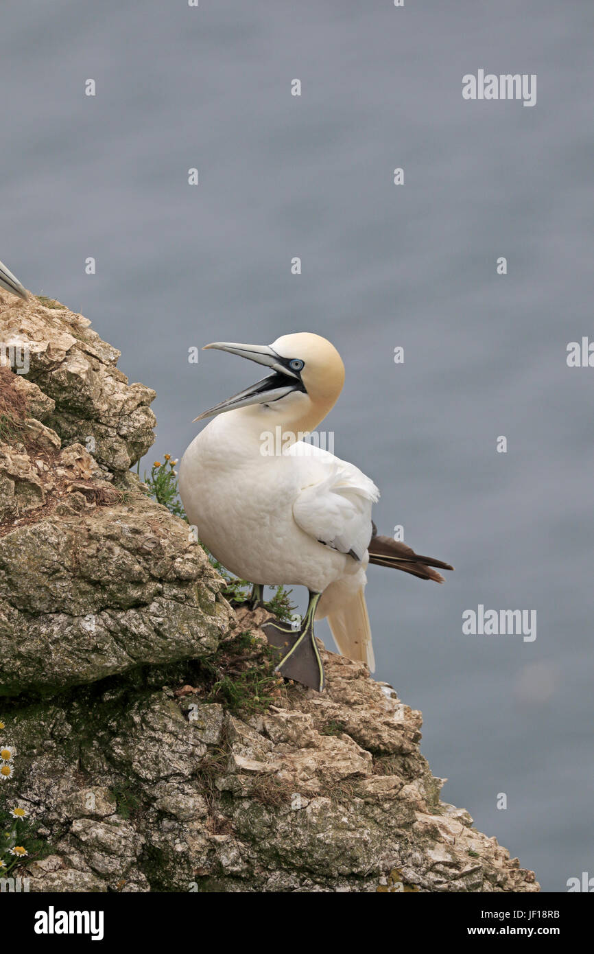 Gannet calling on the cliff top at Bempton RSPB Reserve Stock Photo - Alamy