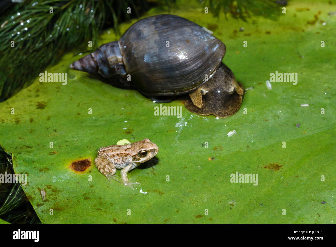 Froglet of the Common Frog (Rana temporaria) on a lily pad in a garden ...