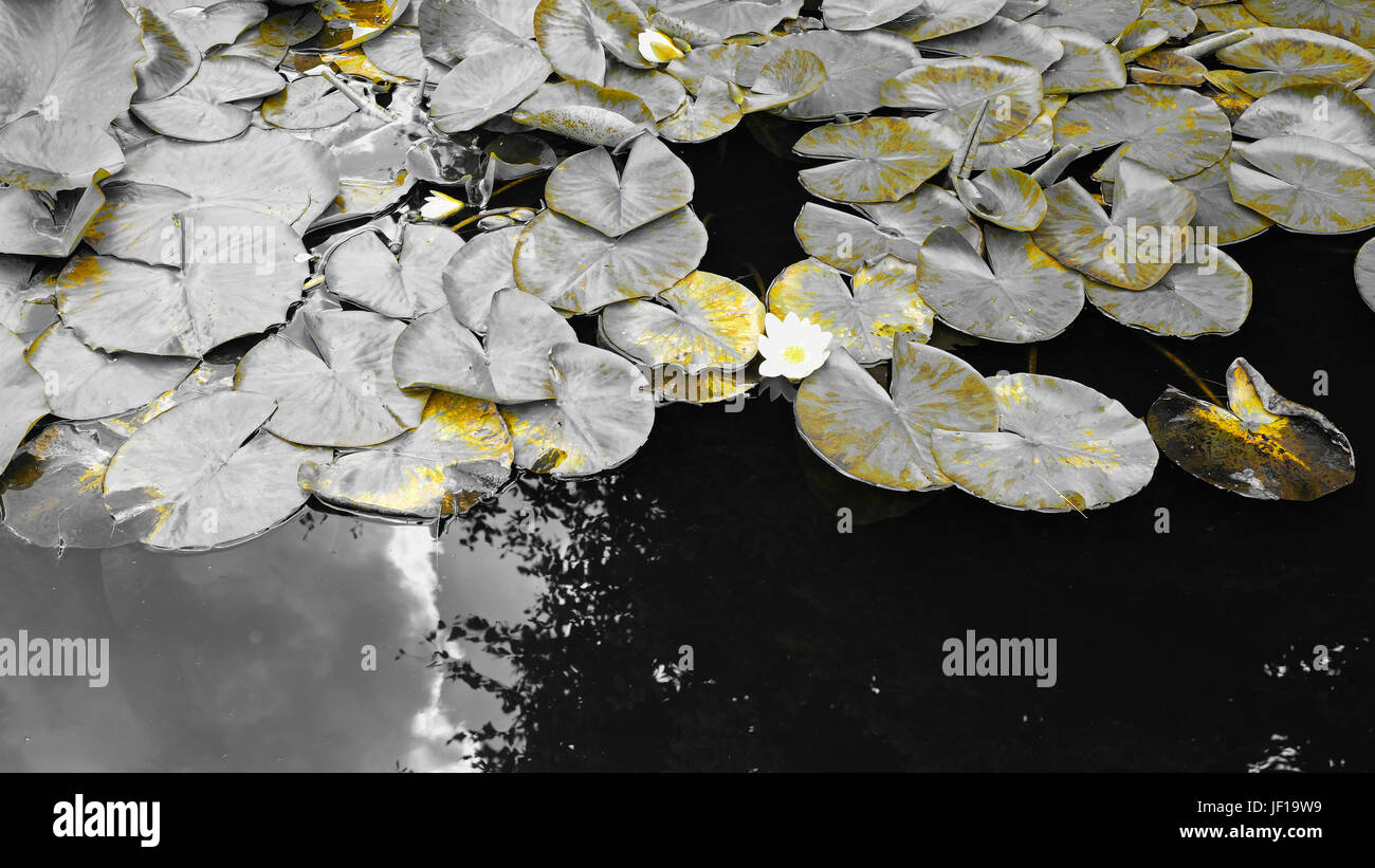 Black and white garden decay hi-res stock photography and images - Alamy