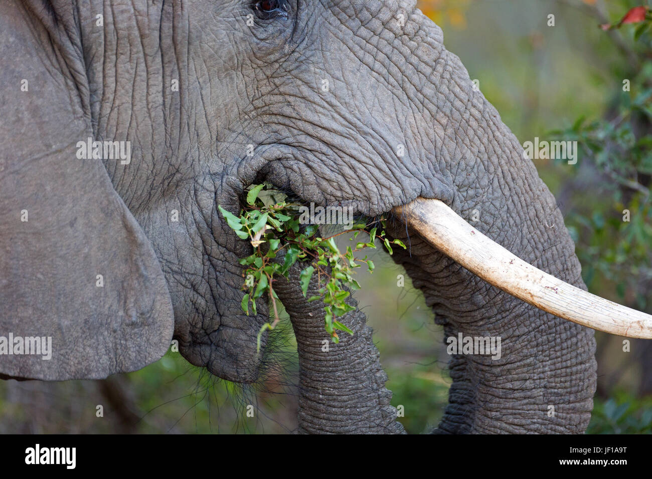 Portrait of a male elephant Stock Photo - Alamy